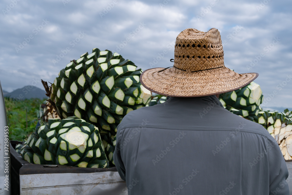 El campesino jimador está arreglando el agave para su transporte. Stock ...