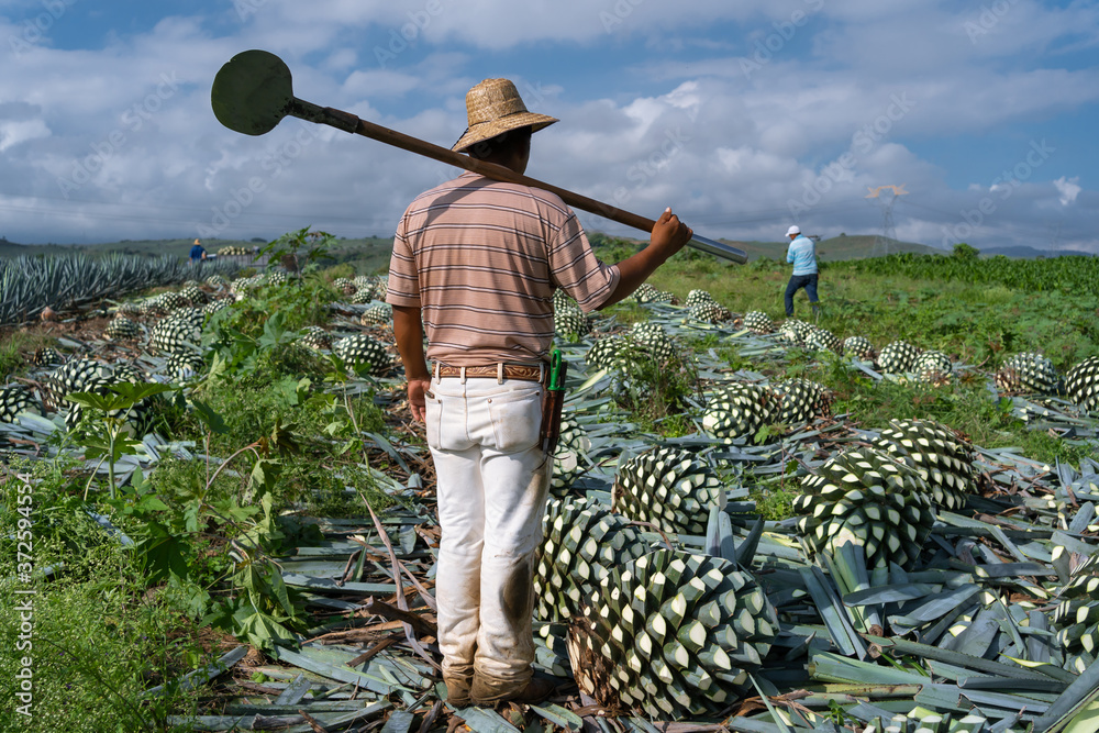 El jimador está parado con su herramienta coa agavera. Stock Photo ...