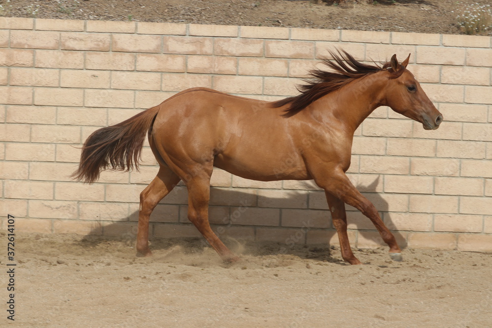 Chestnut Dun Horse