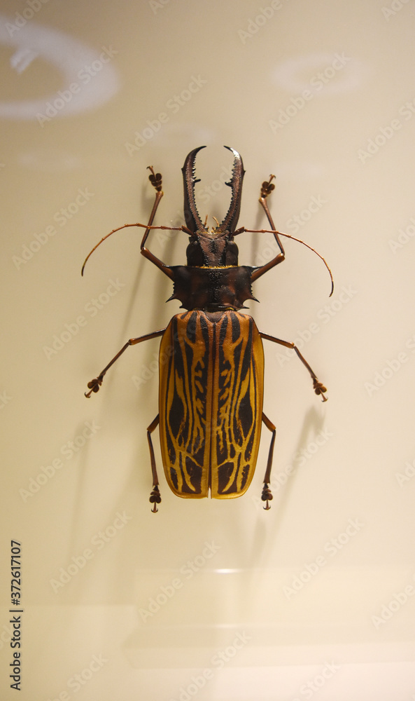 Collection of insect with pin.Insect collection of entomologist. A rare ...