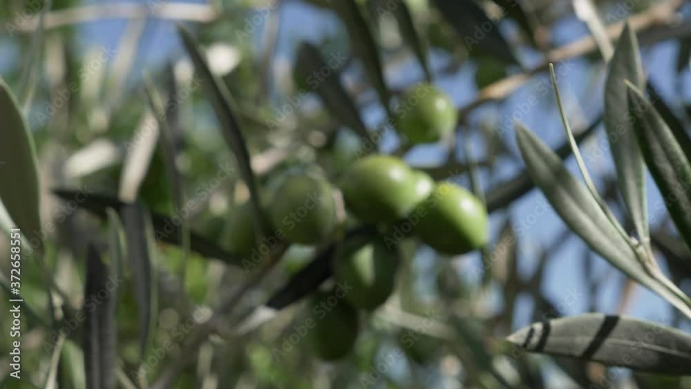 Motion shot of approach to group of green olives in the olive tree ...