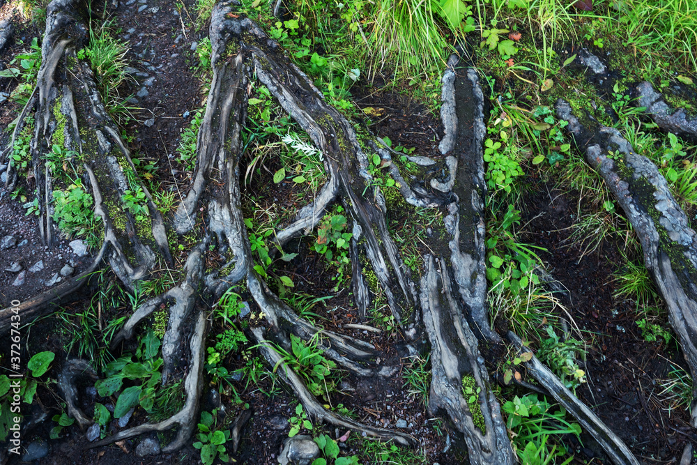 Roots of large trees with green moss. Background texture of ...