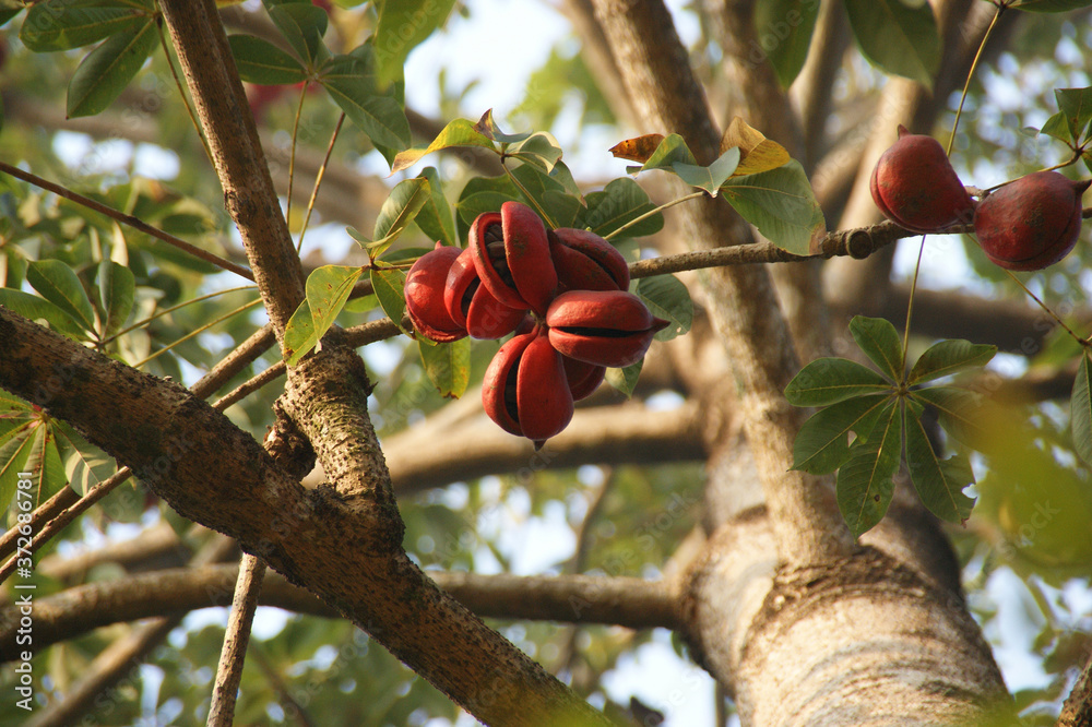 Sterculia foetida. Bastard Poon Tree, Great Sterculia, Hazel Sterculia ...