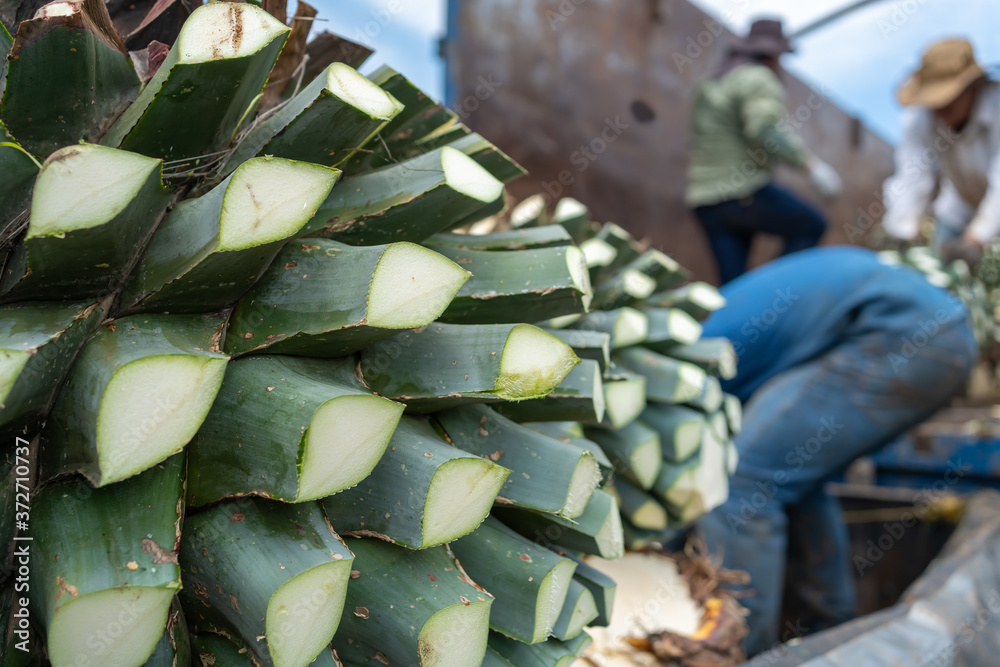 El campesino jimador está levantando el agave al camión. Stock Photo ...