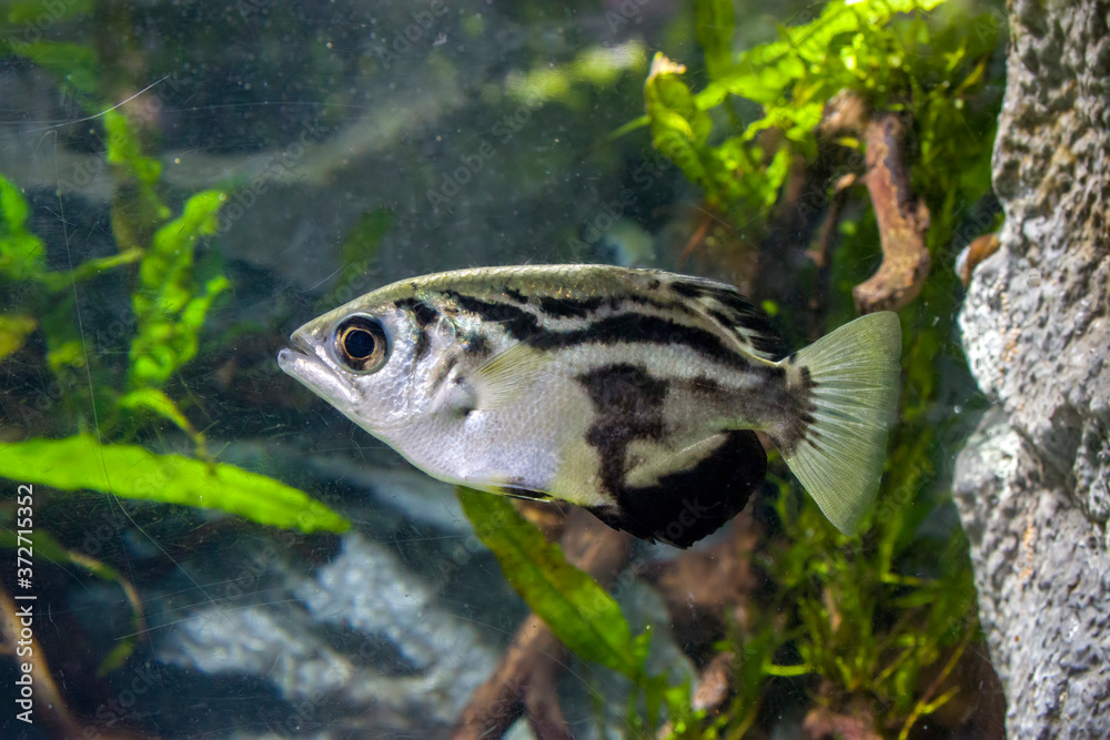 The clouded archerfish (Toxotes blythii) is a perciform fish of genus ...