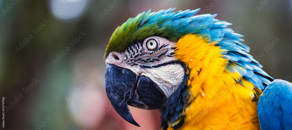 40-year-old old macaw, with pointed feathers, scared scared animal ...