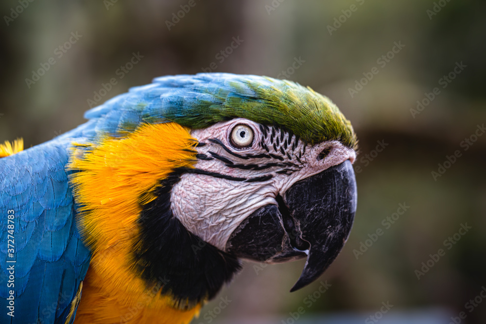 old Macaw-canindé, with yellow and blue bellies, who suffered abuse in ...