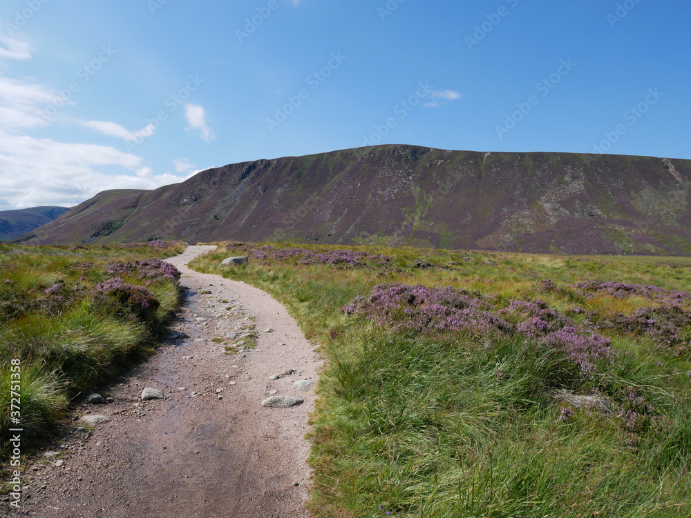 path with green vegetation and heather alongside, hills at the distance ...