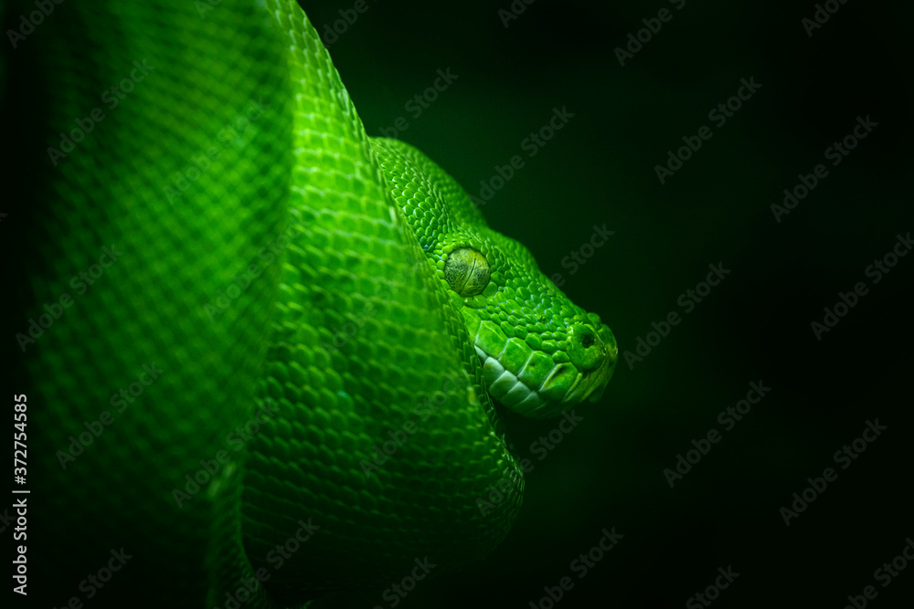Green tree python in detail on the brancg with black background ...