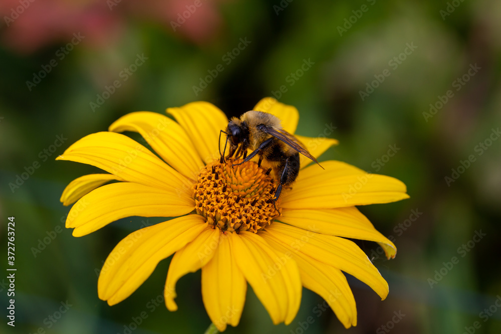 Macro view of a bee pollinating a beautiful yellow Smooth Oxeye ...