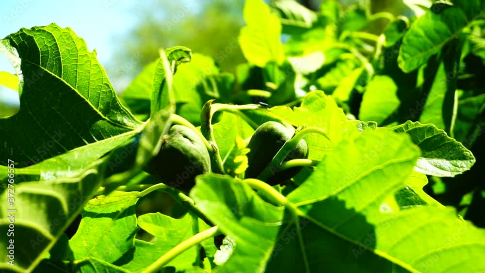 common fig (Ficus carica) seen in detail in the sun. fruit tree of ...