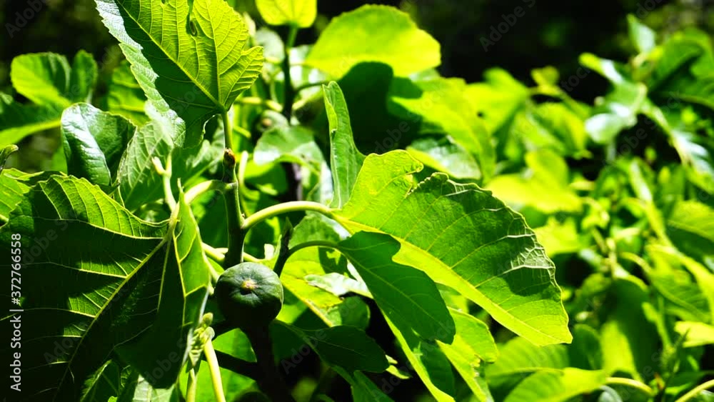 common fig (Ficus carica) seen in detail in the sun. fruit tree of ...