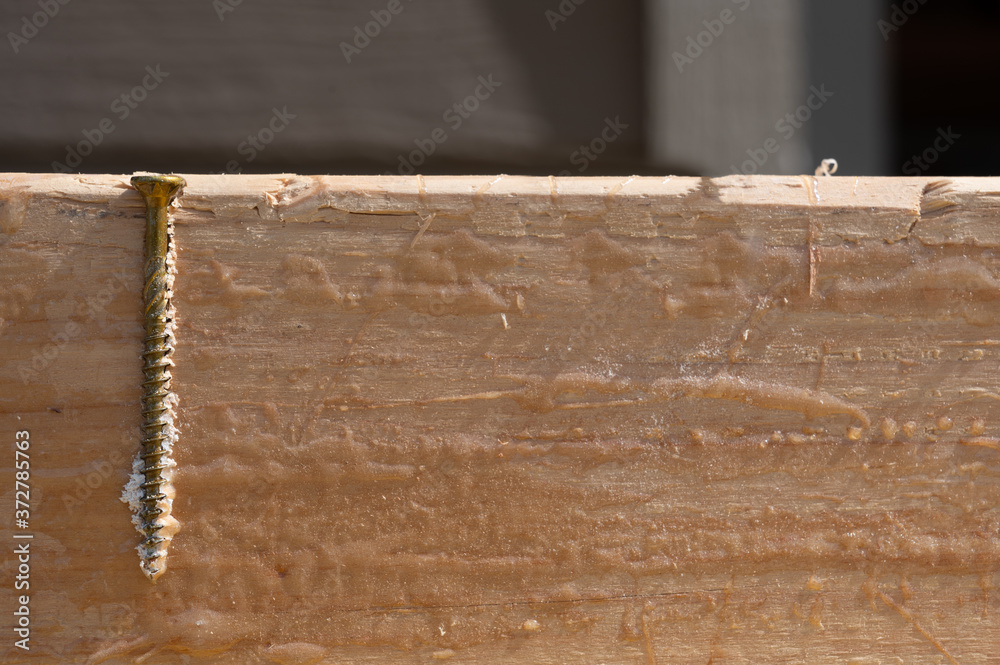 Cross-section view of a screw in a pine wooden stud Stock Photo | Adobe ...