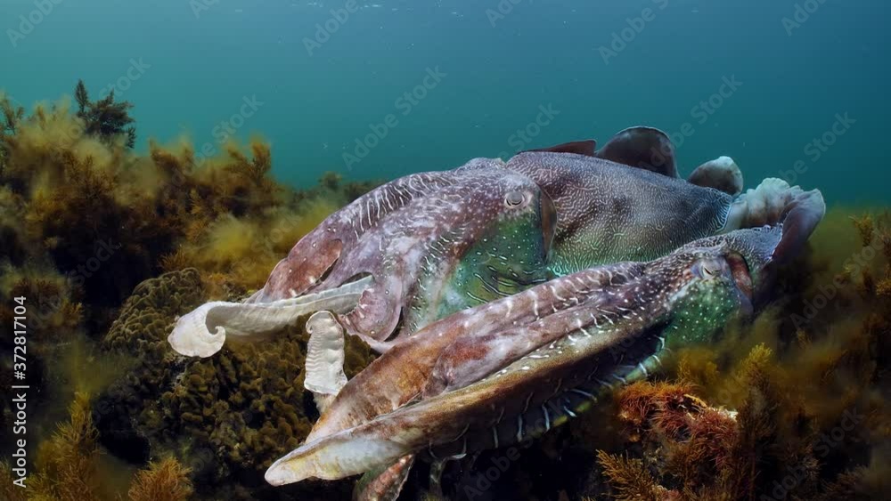 Giant Australian Cuttlefish Sepia apama Migration Whyalla South ...