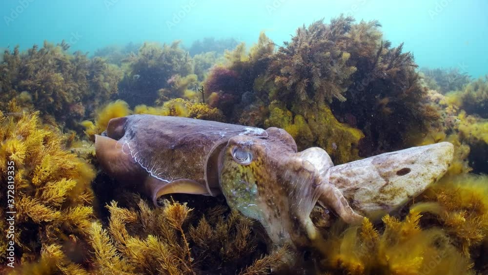 Giant Australian Cuttlefish Sepia apama Migration Whyalla South ...