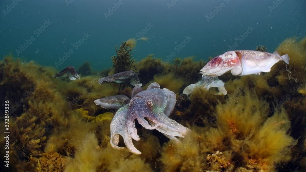 Giant Australian Cuttlefish Sepia apama Migration Whyalla South ...
