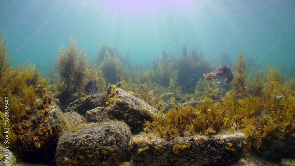 Giant Australian Cuttlefish Sepia apama Migration Whyalla South ...