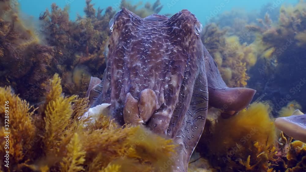 Giant Australian Cuttlefish Sepia apama Migration Whyalla South ...