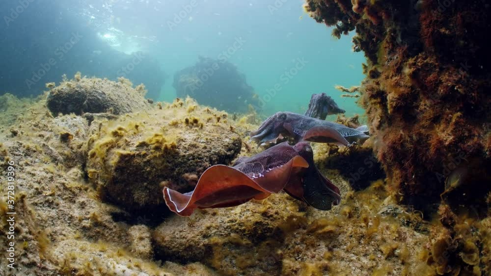 Vidéo Stock Giant Australian Cuttlefish Sepia apama Migration Whyalla ...