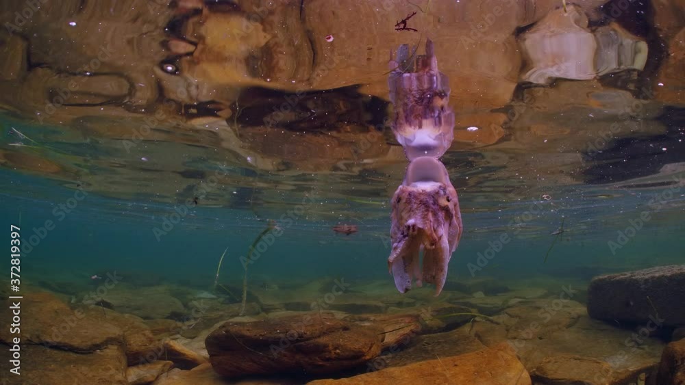 Giant Australian Cuttlefish Sepia apama Migration Whyalla South ...