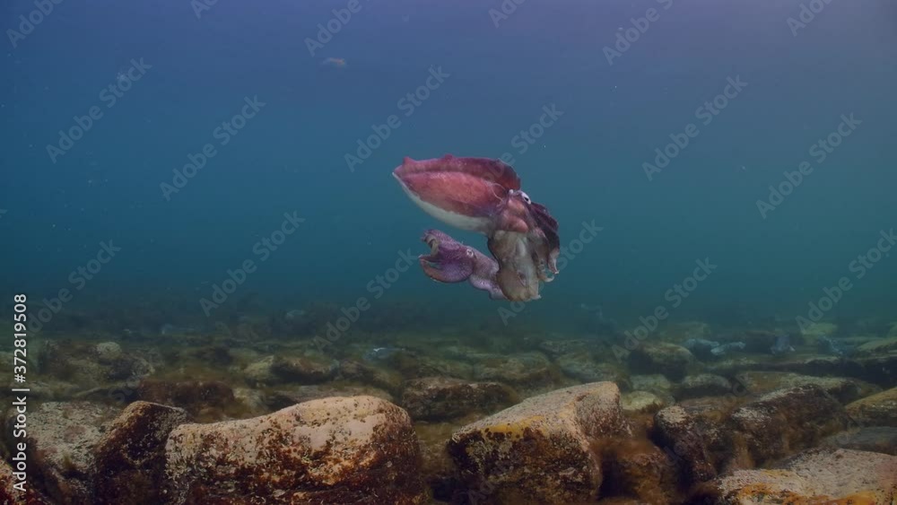 Giant Australian Cuttlefish Sepia apama Migration Whyalla South ...