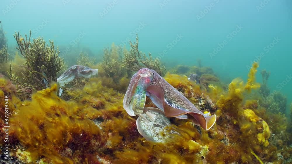 Giant Australian Cuttlefish Sepia apama Migration Whyalla South ...