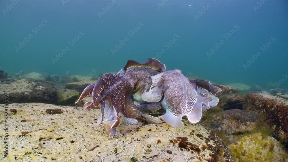 Giant Australian Cuttlefish Sepia apama Migration Whyalla South ...