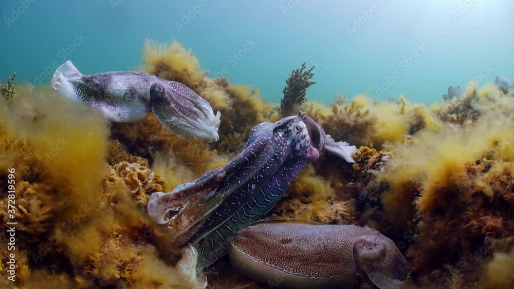 Giant Australian Cuttlefish Sepia apama Migration Whyalla South ...