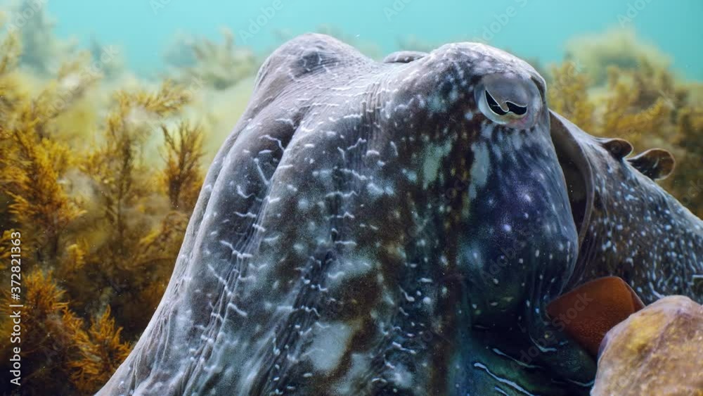 Giant Australian Cuttlefish Sepia apama Migration Whyalla South ...