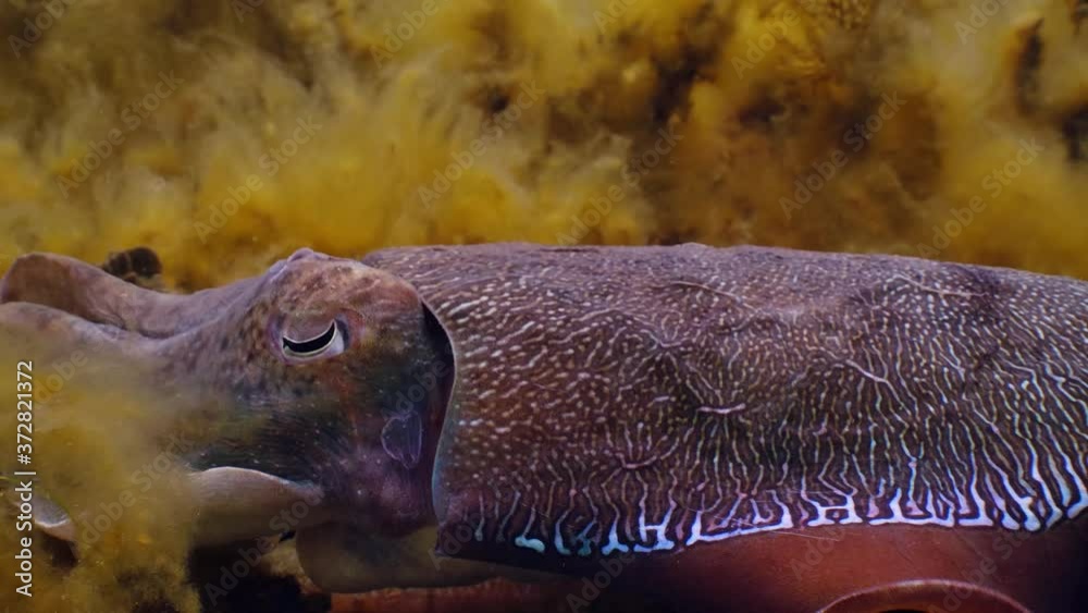 Giant Australian Cuttlefish Sepia apama Migration Whyalla South ...