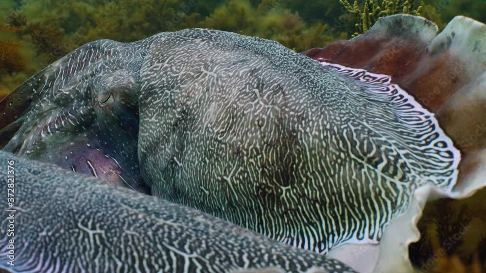 Giant Australian Cuttlefish Sepia apama Migration Whyalla South ...