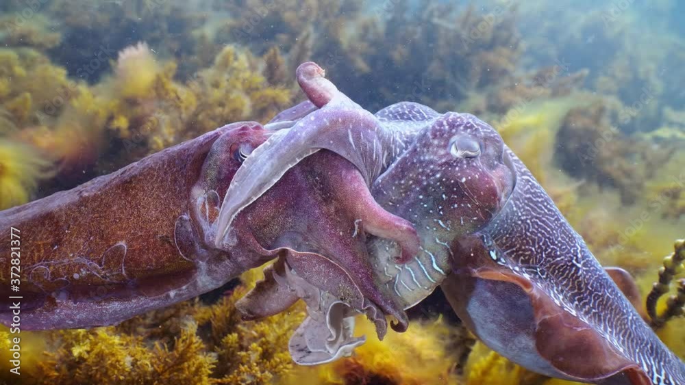 Giant Australian Cuttlefish Sepia apama Migration Whyalla South ...