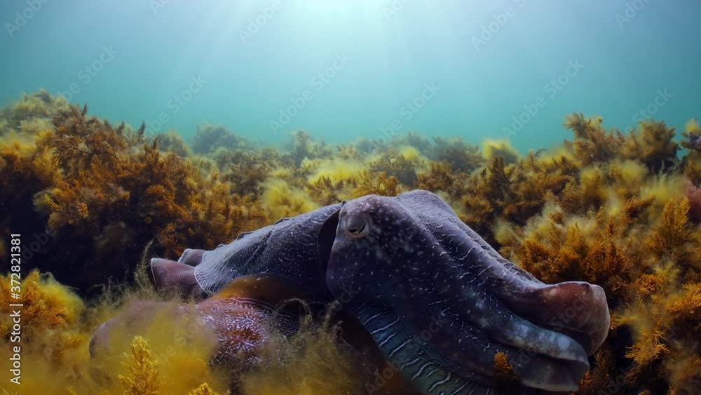 Giant Australian Cuttlefish Sepia apama Migration Whyalla South ...