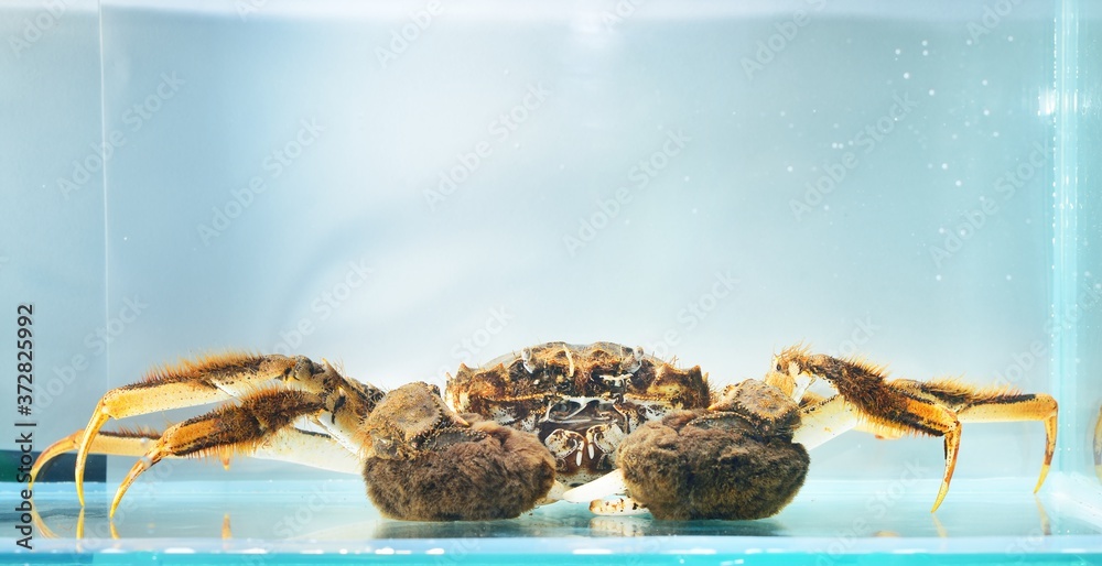 Eriocheir crab isolated in aquarium, close-up. Invasive species ...