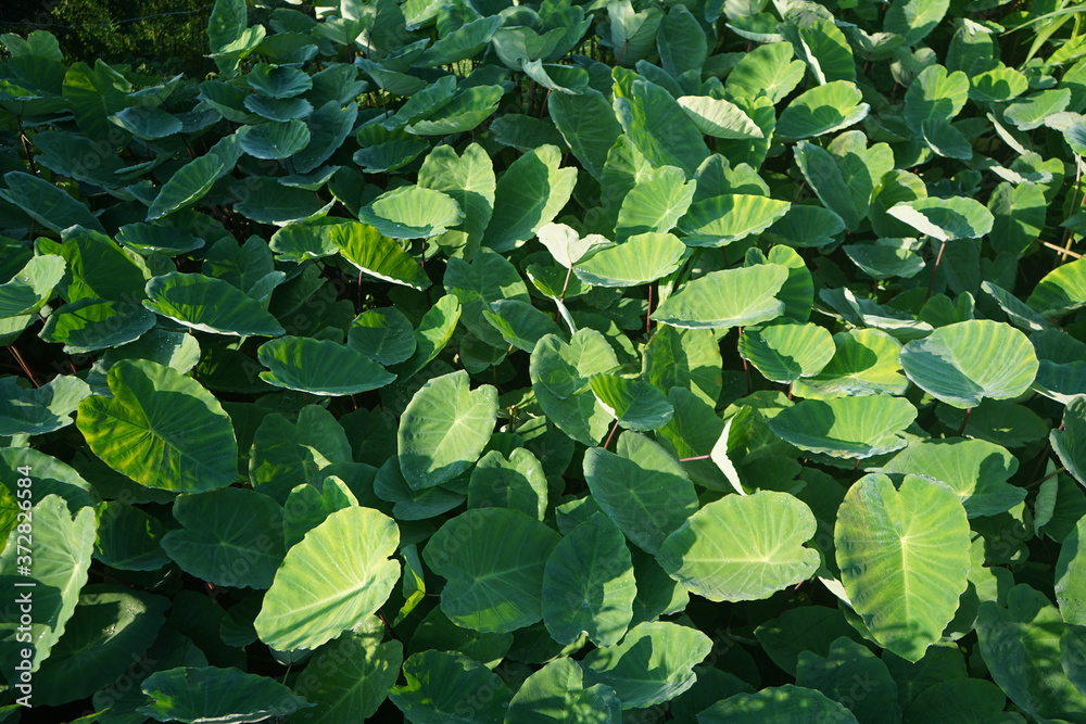 Beautiful top view of the taro root fields.Greenery and vegetation ...