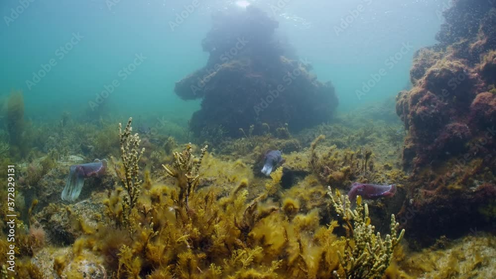 Giant Australian Cuttlefish Sepia apama Migration Whyalla South ...