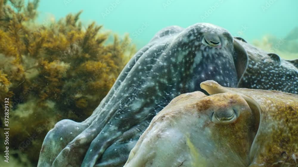 Giant Australian Cuttlefish Sepia apama Migration Whyalla South ...