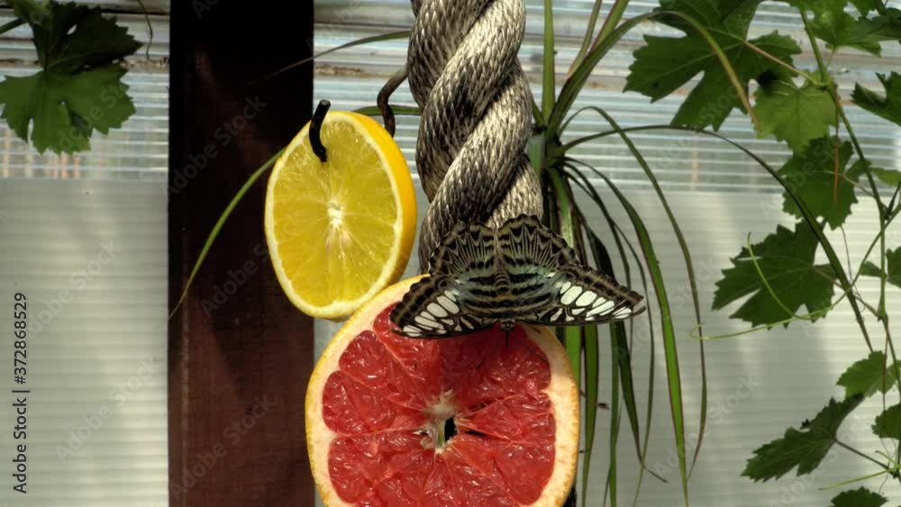 An example of a beautiful, exotic insect named the Owl butterfly in ...