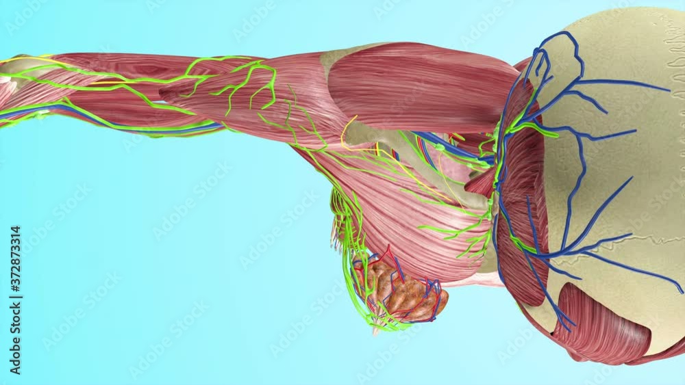 Female Top Focus in T-Pose Body Muscles Circulatory Veins Arteries ...