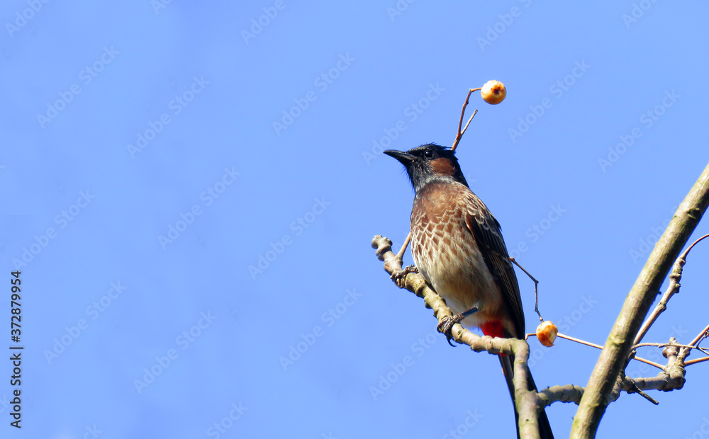 Bulbul bird on the branch,The bulbuls are a family, Pycnonotidae, of ...