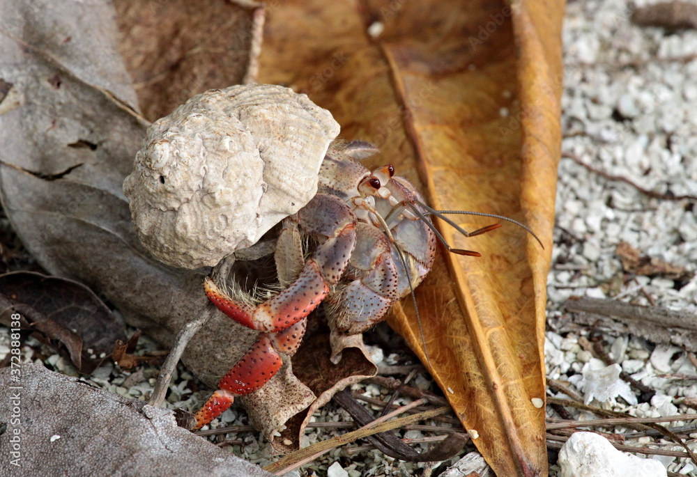 The Crab with Conch on Utila Island. The Caribbean Sea. Honduras. Stock ...