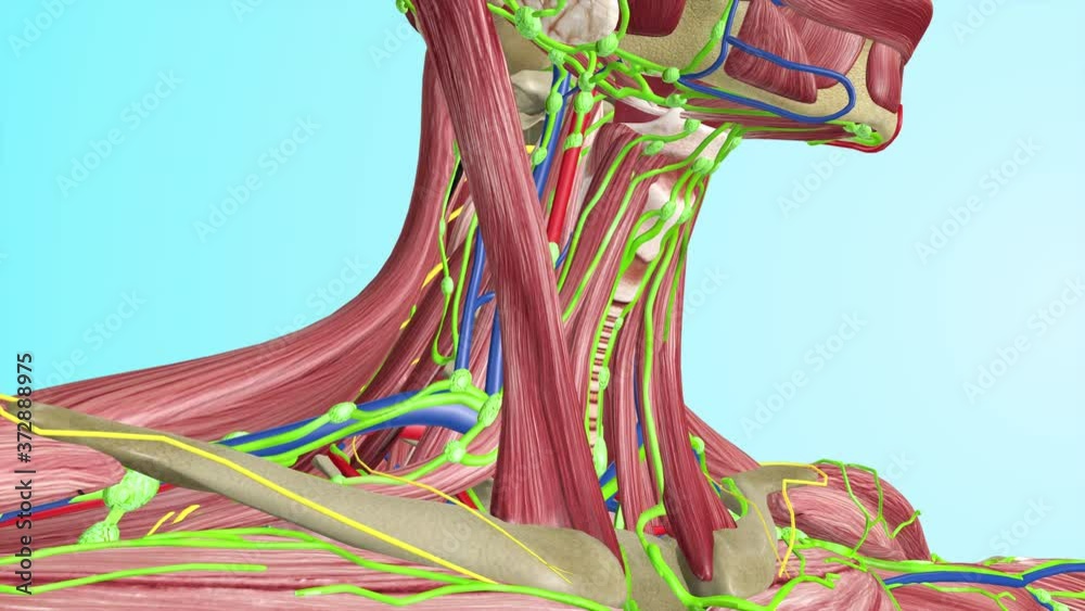 Cervical Lymph Nodes with Full Body Muscles Circulatory Veins Arteries ...