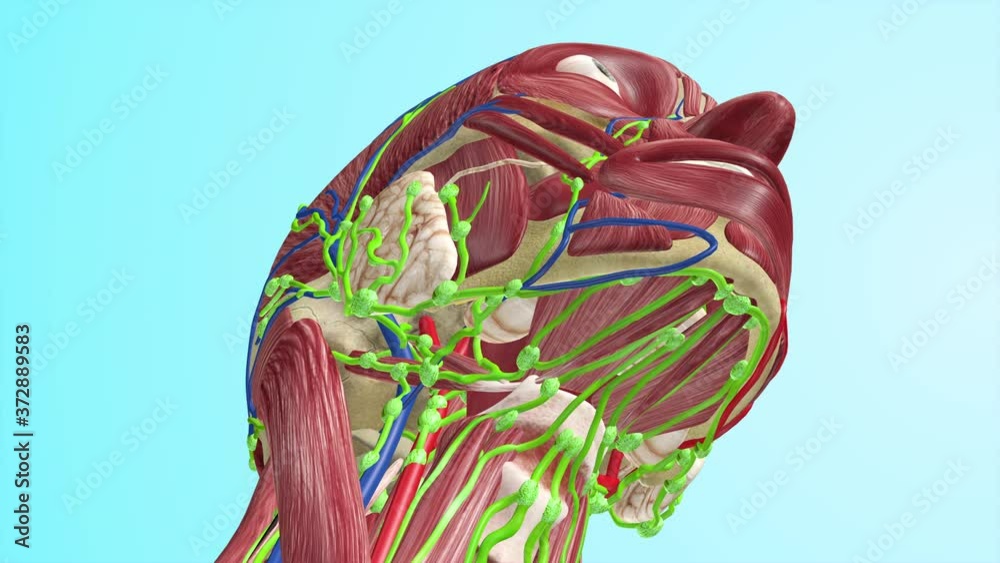 Facial Lymph Nodes with Full Body Muscles Circulatory Veins Arteries ...