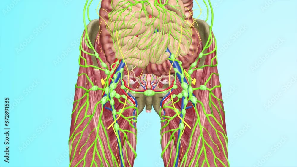 Human Pelvic Lymph Nodes with Full Body Muscles Circulatory Veins ...