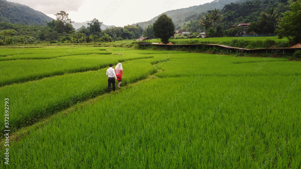 Aerial view of asian lover walking on rice field ridge. People taking ...