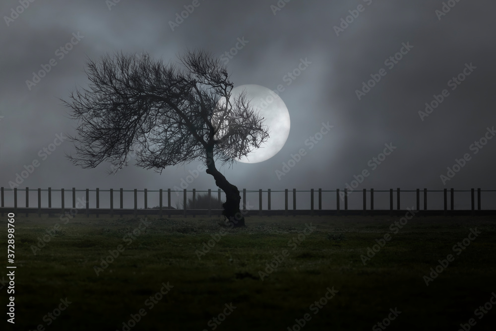 Bare tree and walkway in a full moon night Stock Photo | Adobe Stock
