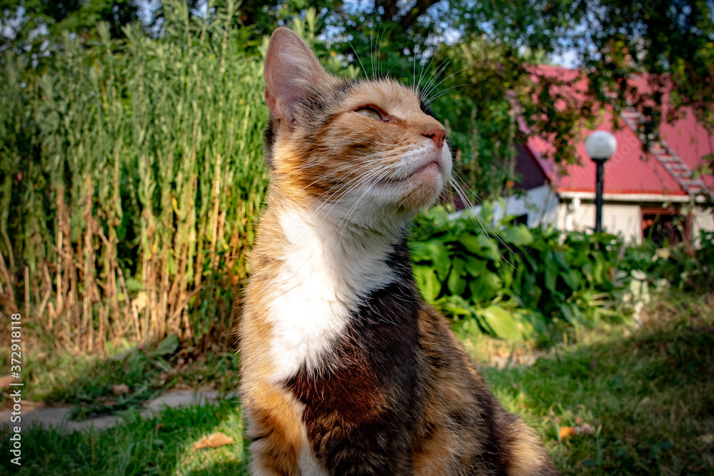 Horizontal close up image of a cute Calico cat (Tortoiseshell cat ...