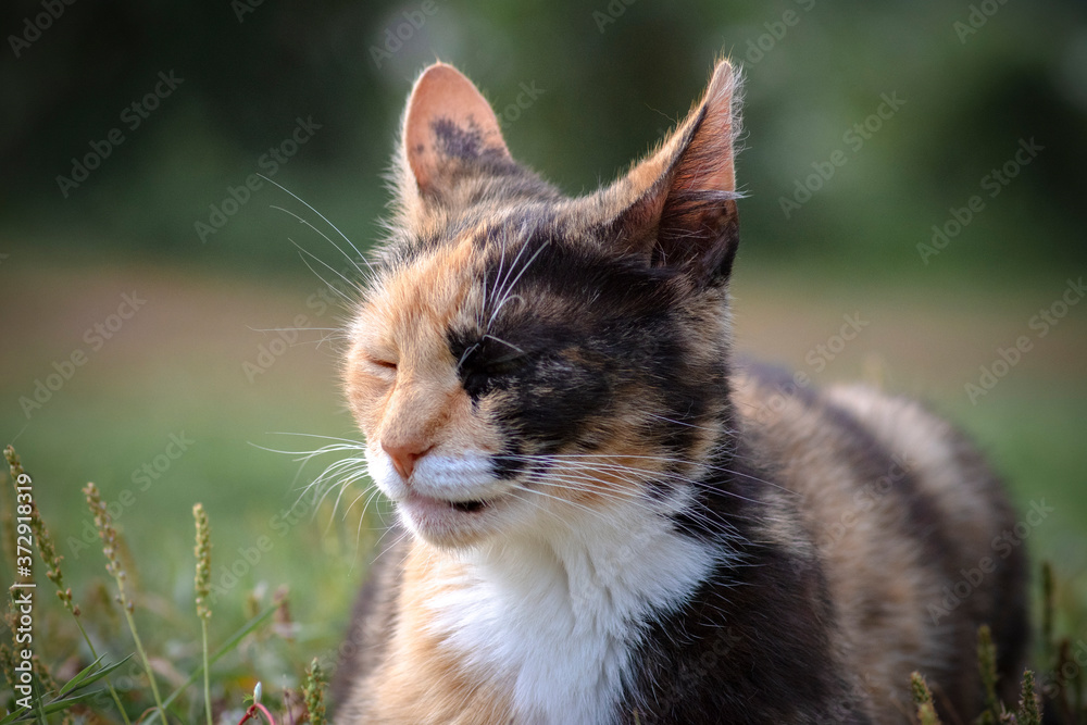 Horizontal close up image of a cute Calico cat (Tortoiseshell cat ...