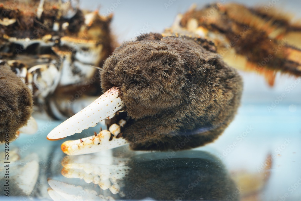 Eriocheir crab isolated in aquarium, close-up. Invasive species ...
