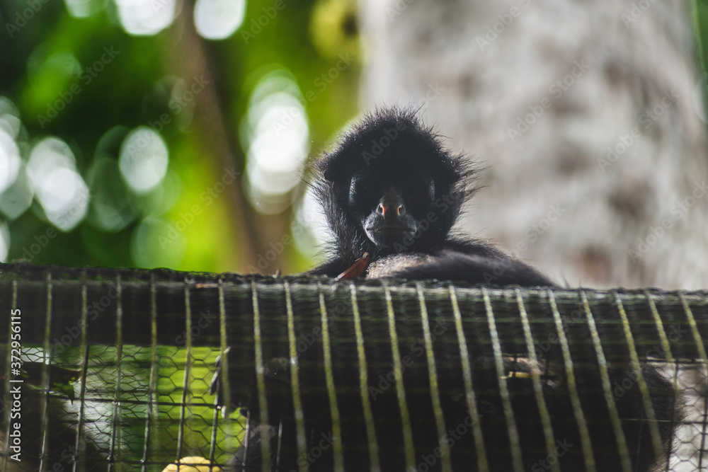 Monkey hanging out near his cage in the Amazon rainforest Stock Photo ...